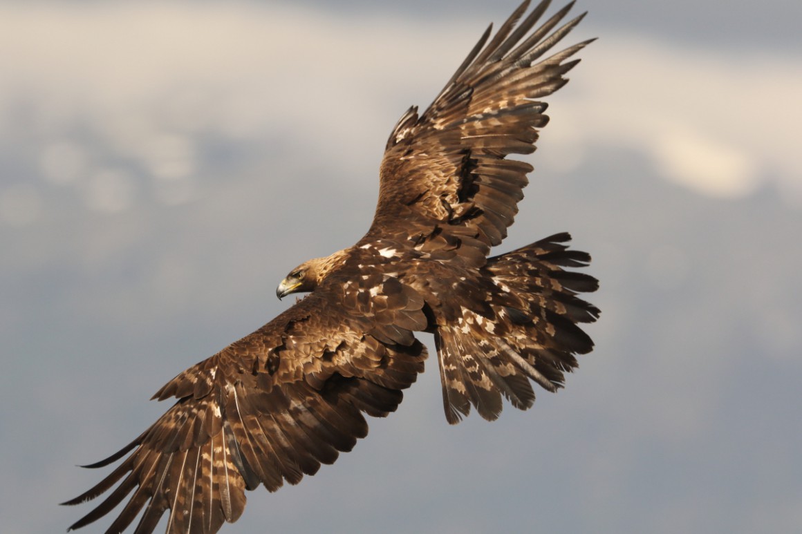 Senderos del Parque Nacional – Wild Iberian Nature