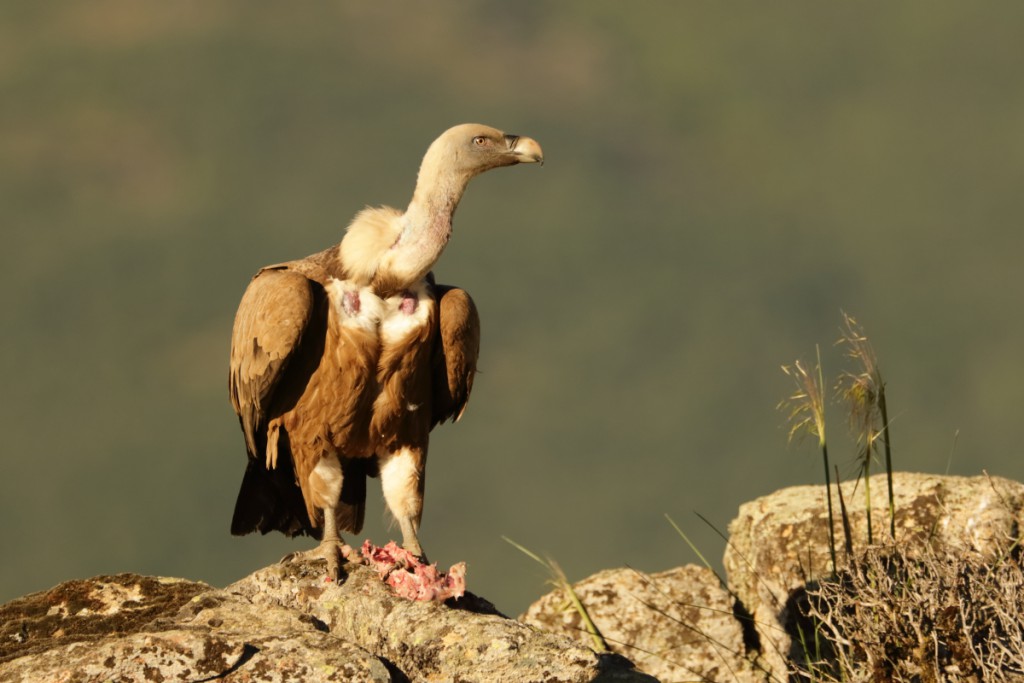 Senderos del Parque Nacional – Wild Iberian Nature